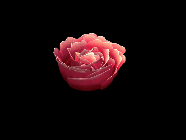 9 Flower Gif Animations Images | Rose Gif HD
