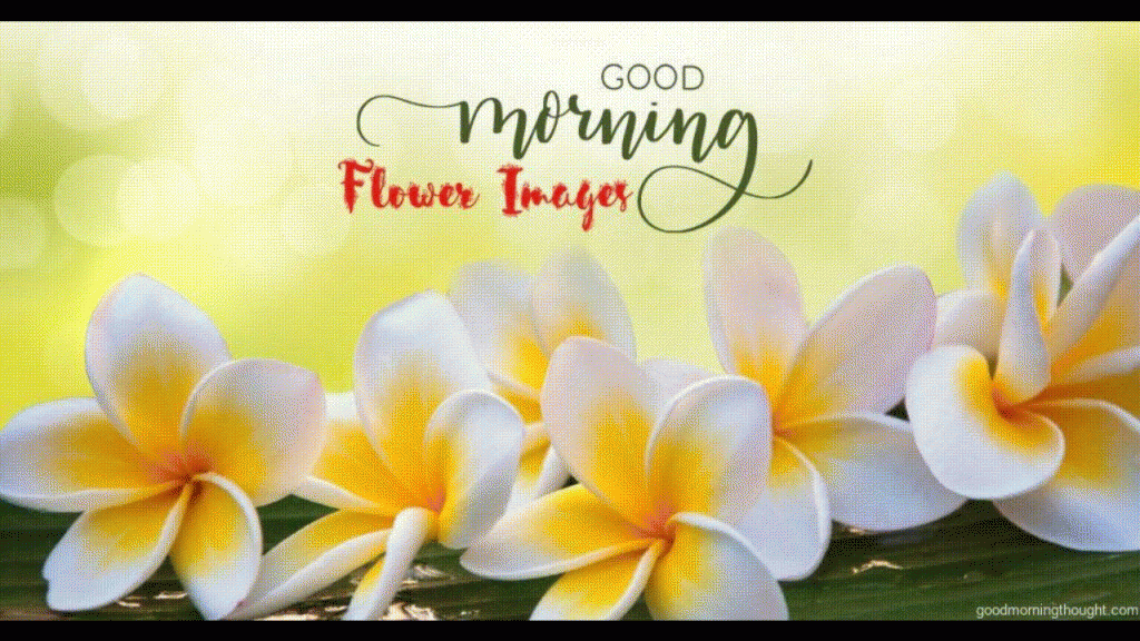 Good Morning GIF 2024 With Wishes Good Morning